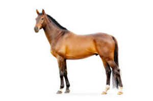 ABnR - Equine Chiropractic Basic Course - ABnR Academy